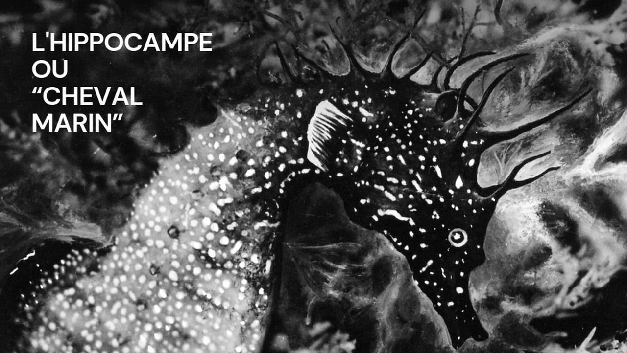 Hippocampe Enceinte Donnant Naissance