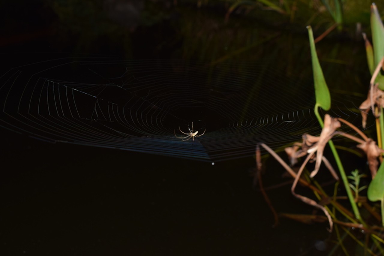 Anna Roth - Ratings & Reviews - MUBI