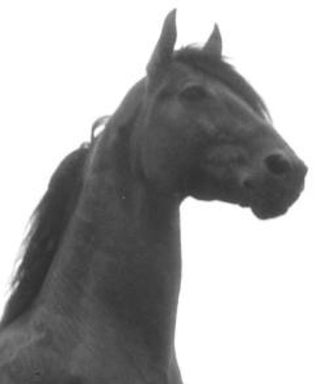 Rex the Wonder Horse – Movies, Bio and Lists on MUBI