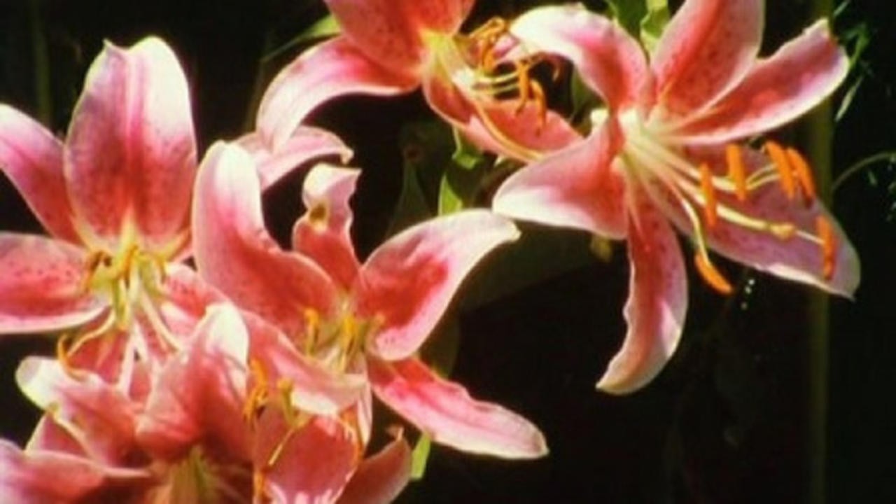 Scattered Showers (1999) | MUBI