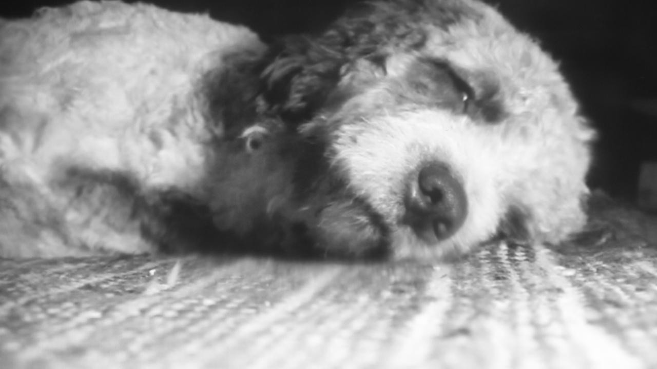 Underdog Dream (2013) | MUBI