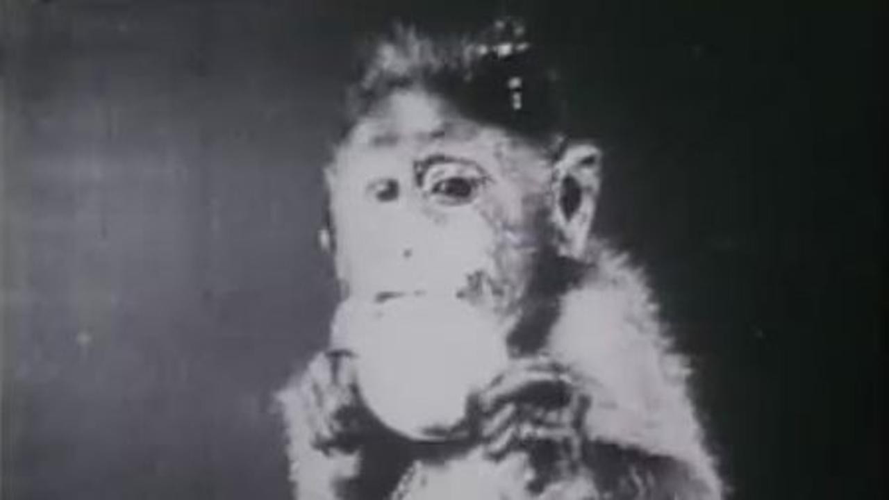 Evolution 1925 Mubi