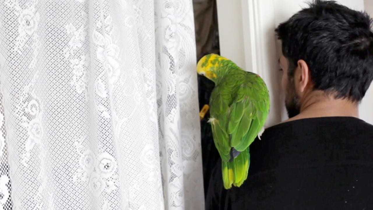 Babash (2014) | MUBI