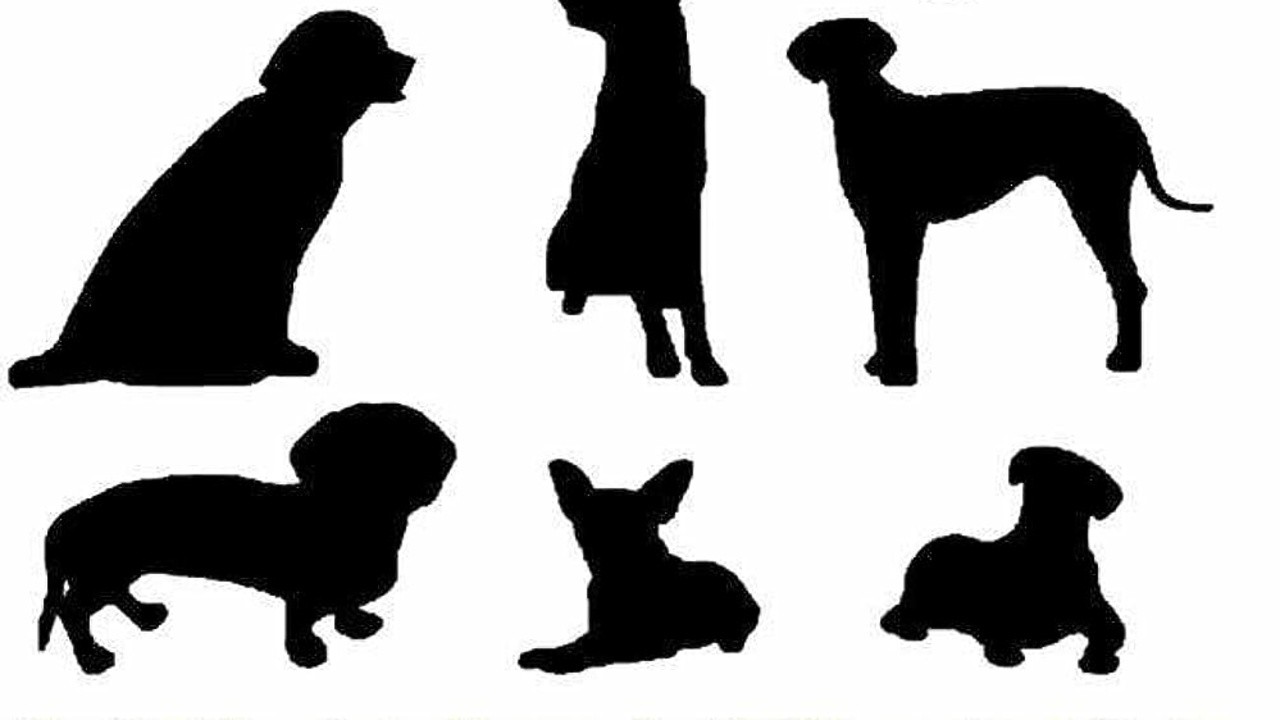 Birds and Dogs (2015) | MUBI