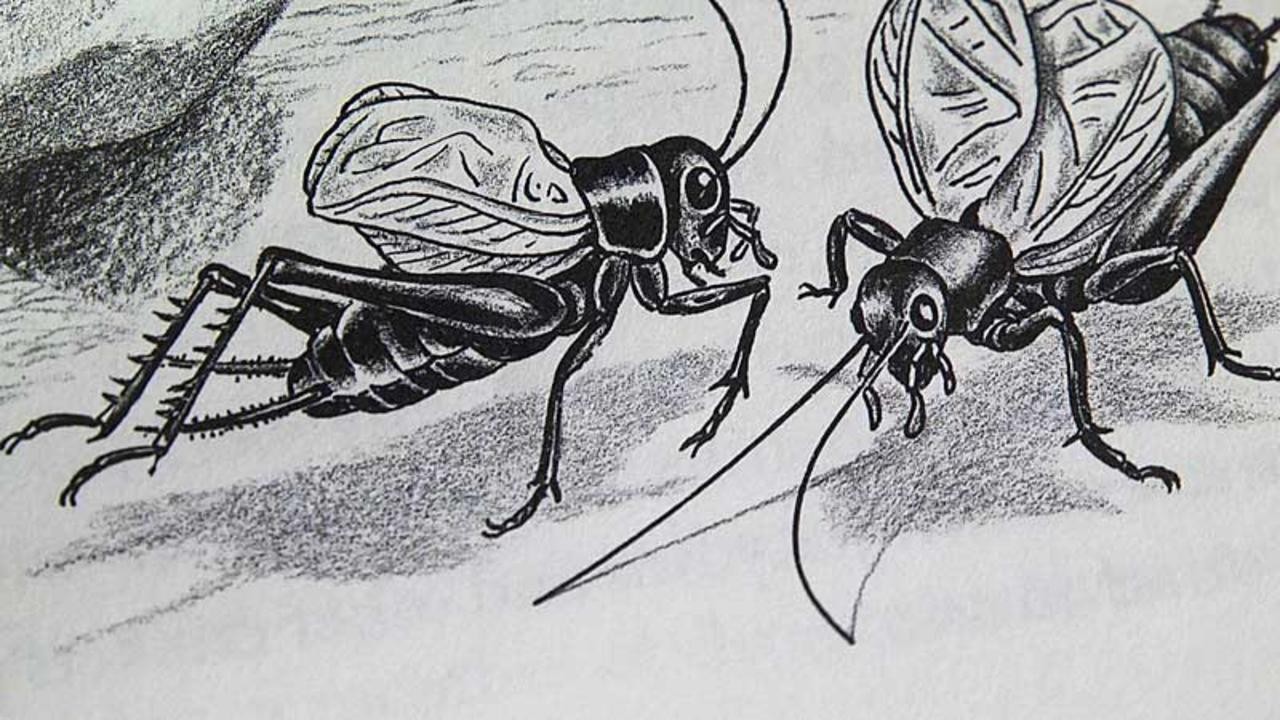 Musical Insects (2013) | MUBI