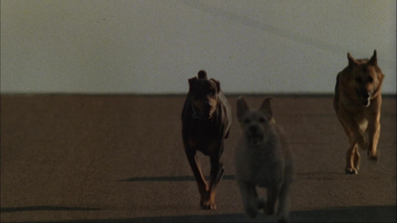 Dogs (1976) | MUBI
