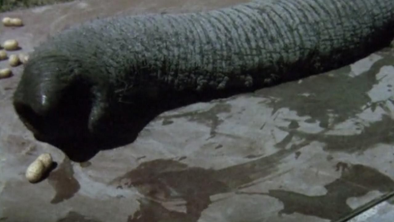 Proboscis (2013) | MUBI