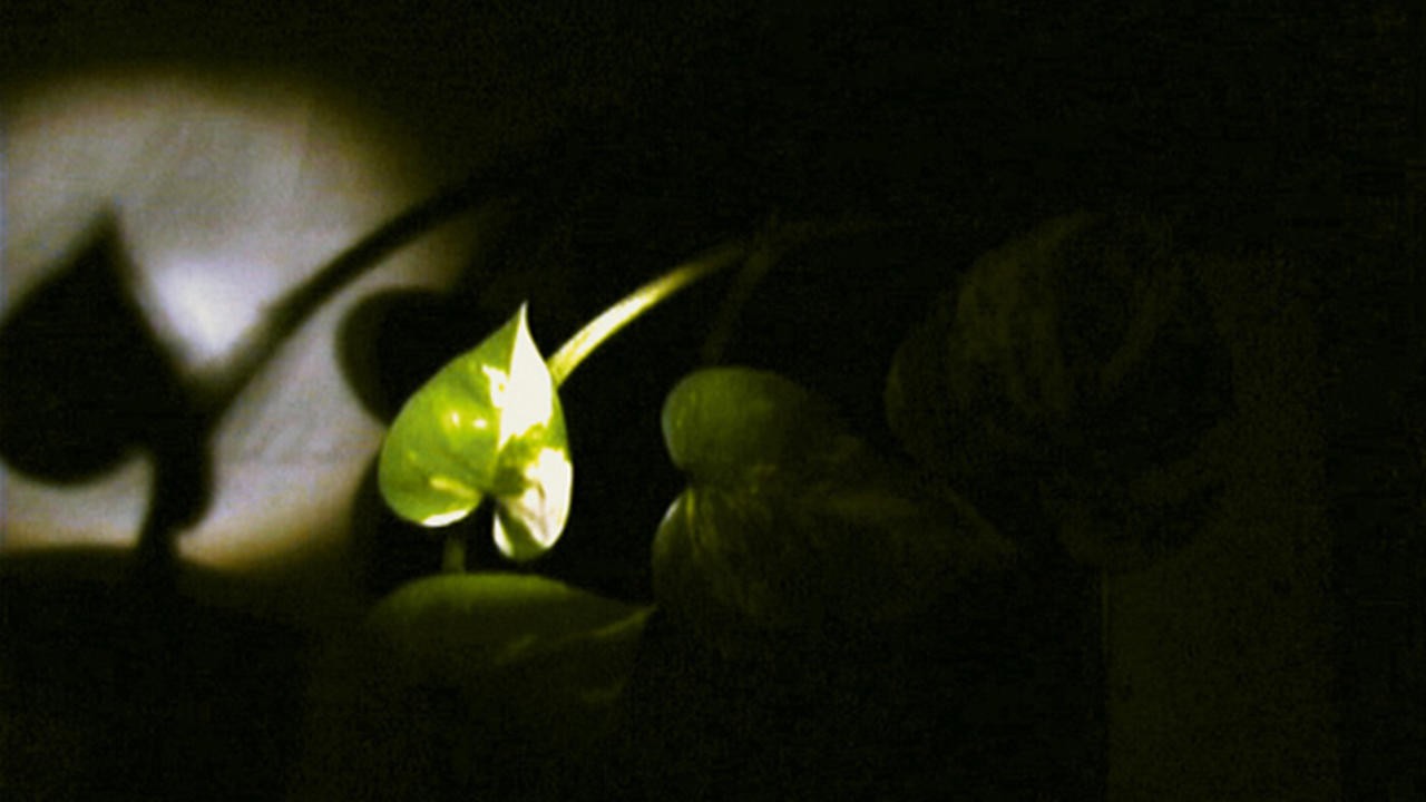 Floating Leaf (2002) | MUBI