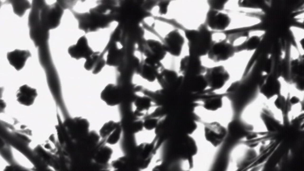 Quiver (2008) | MUBI