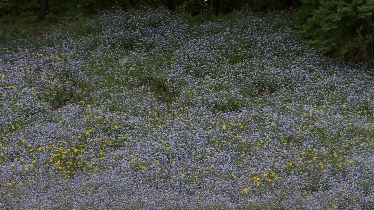 Intersection (2015) | MUBI