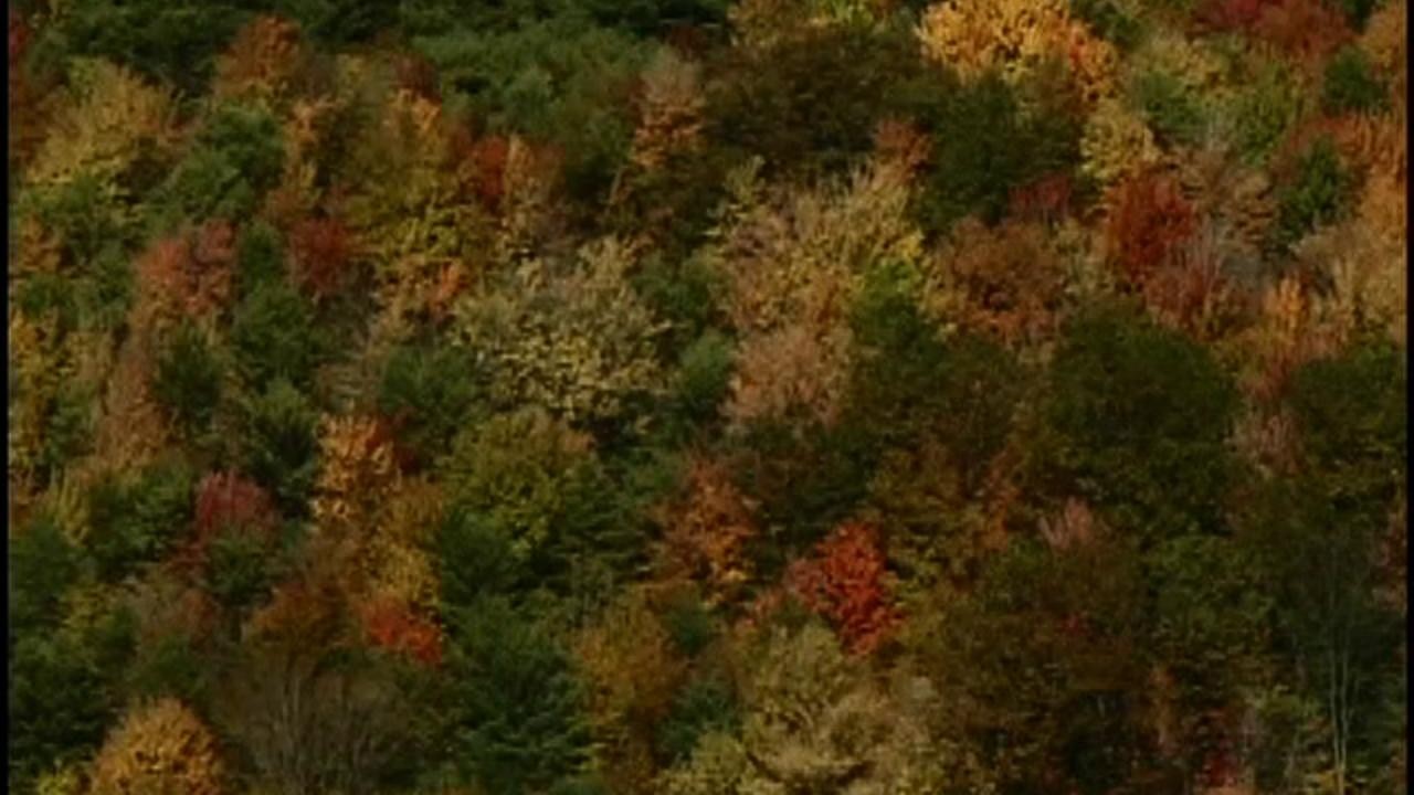 Color Study 2000 Mubi