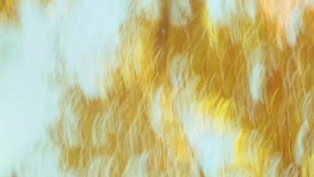 Seasons: Fall (2016) | MUBI