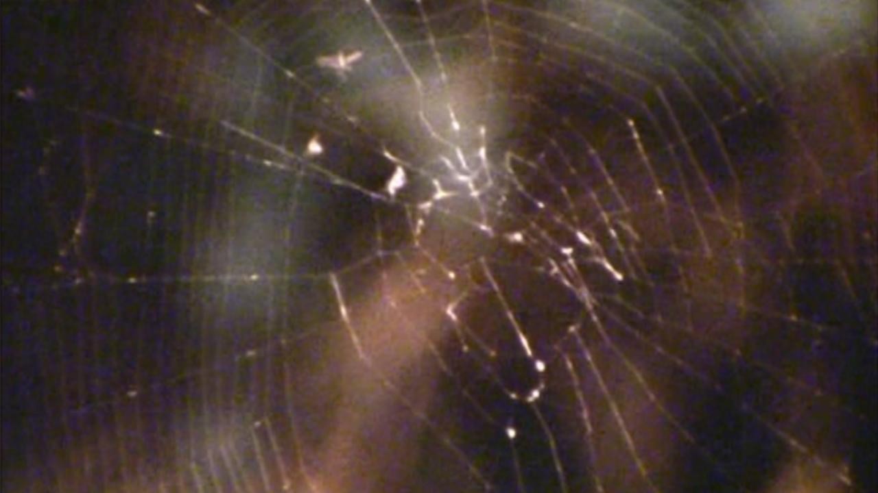 Spider (1979) | MUBI