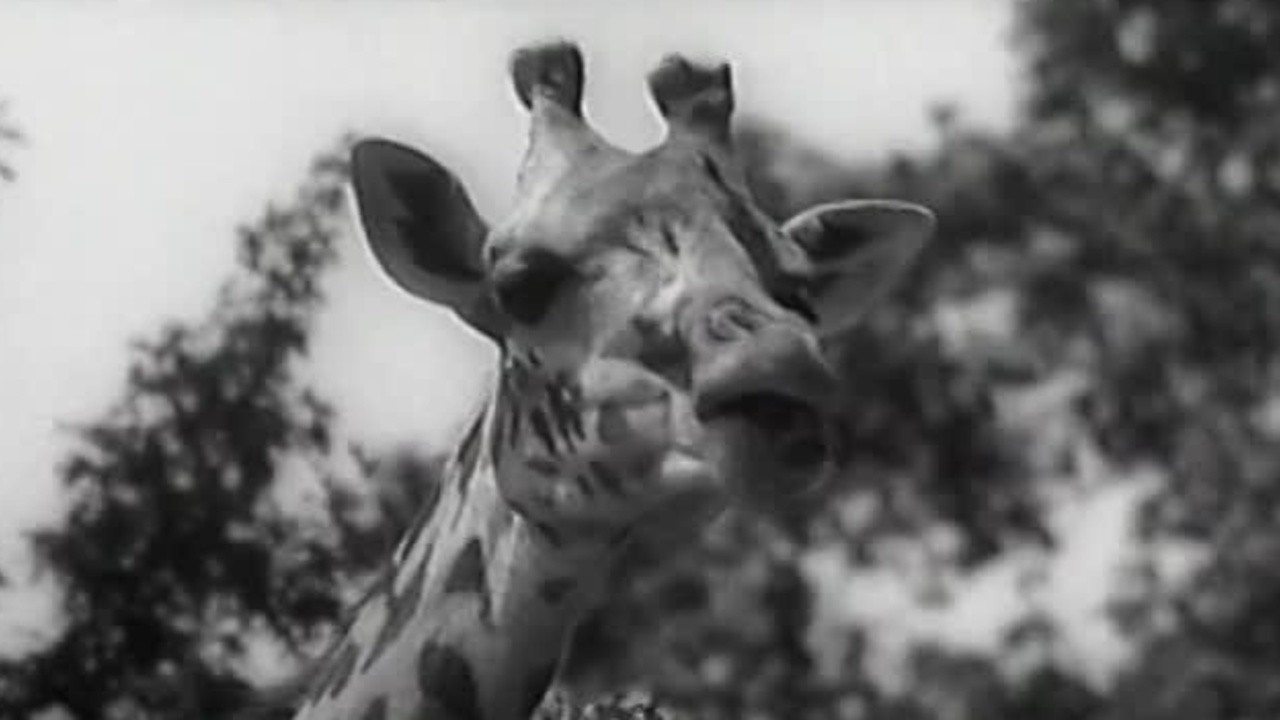 Speaking of Animals and Their Families (1942) | MUBI