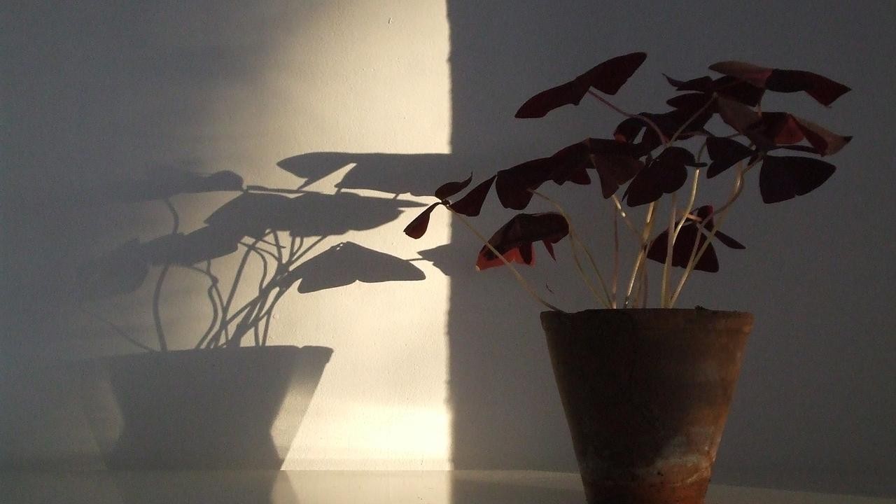 Winde's Bliss (2007) | MUBI