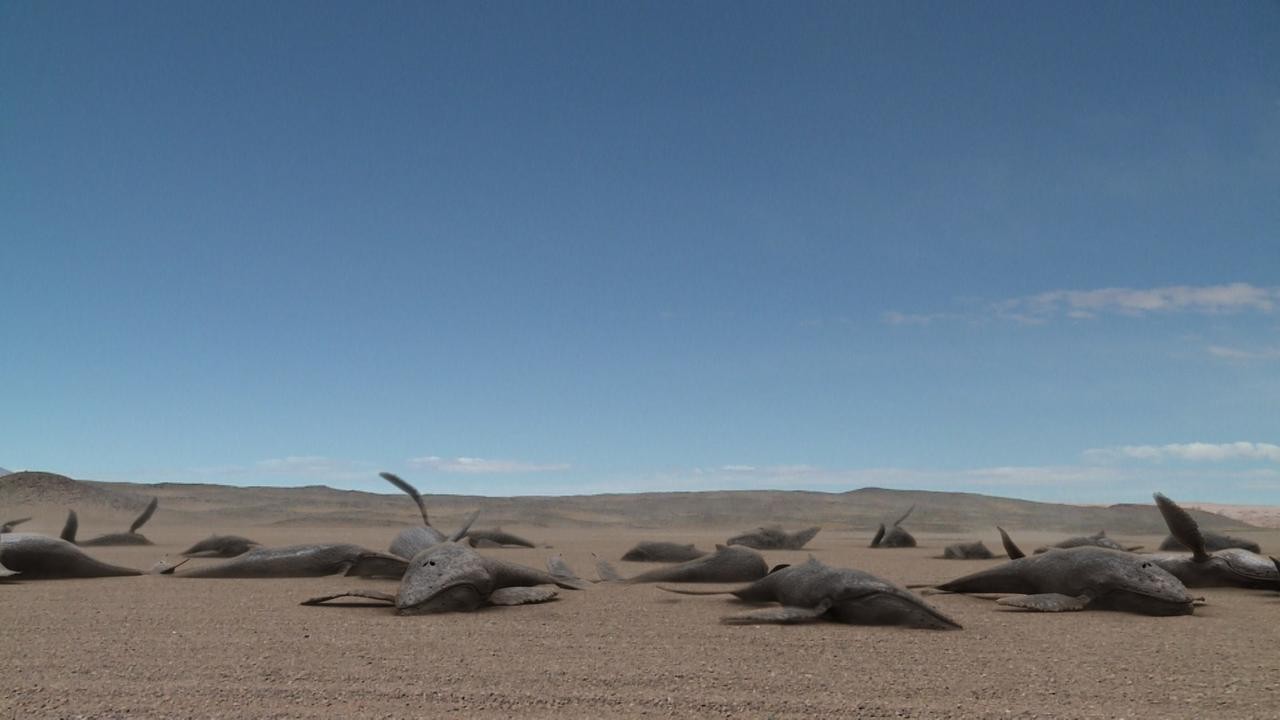 Centipede Sun (2010) | MUBI