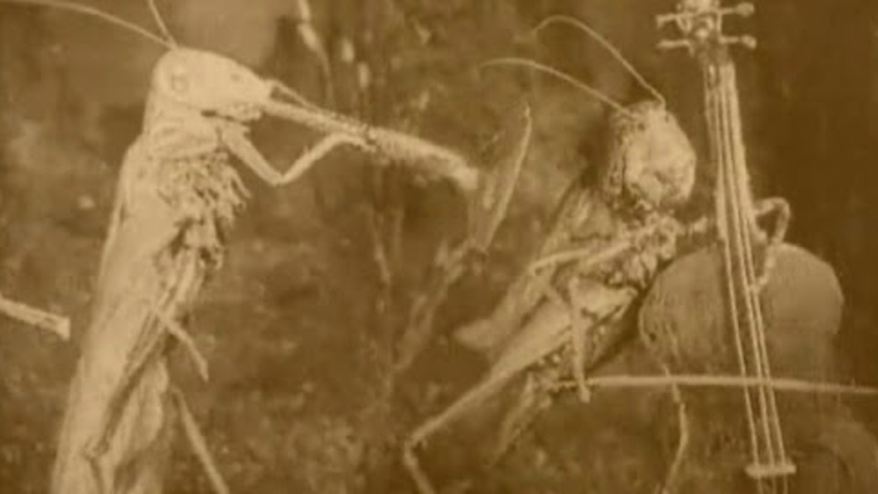 Happy Scenes from Animal Life (1912) | MUBI