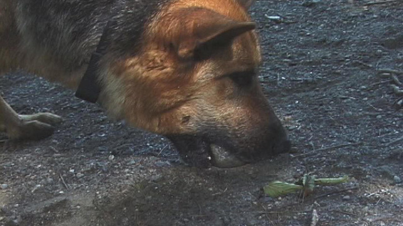 (tongue tongue stone) G.W. Leibnitz (2002) | MUBI