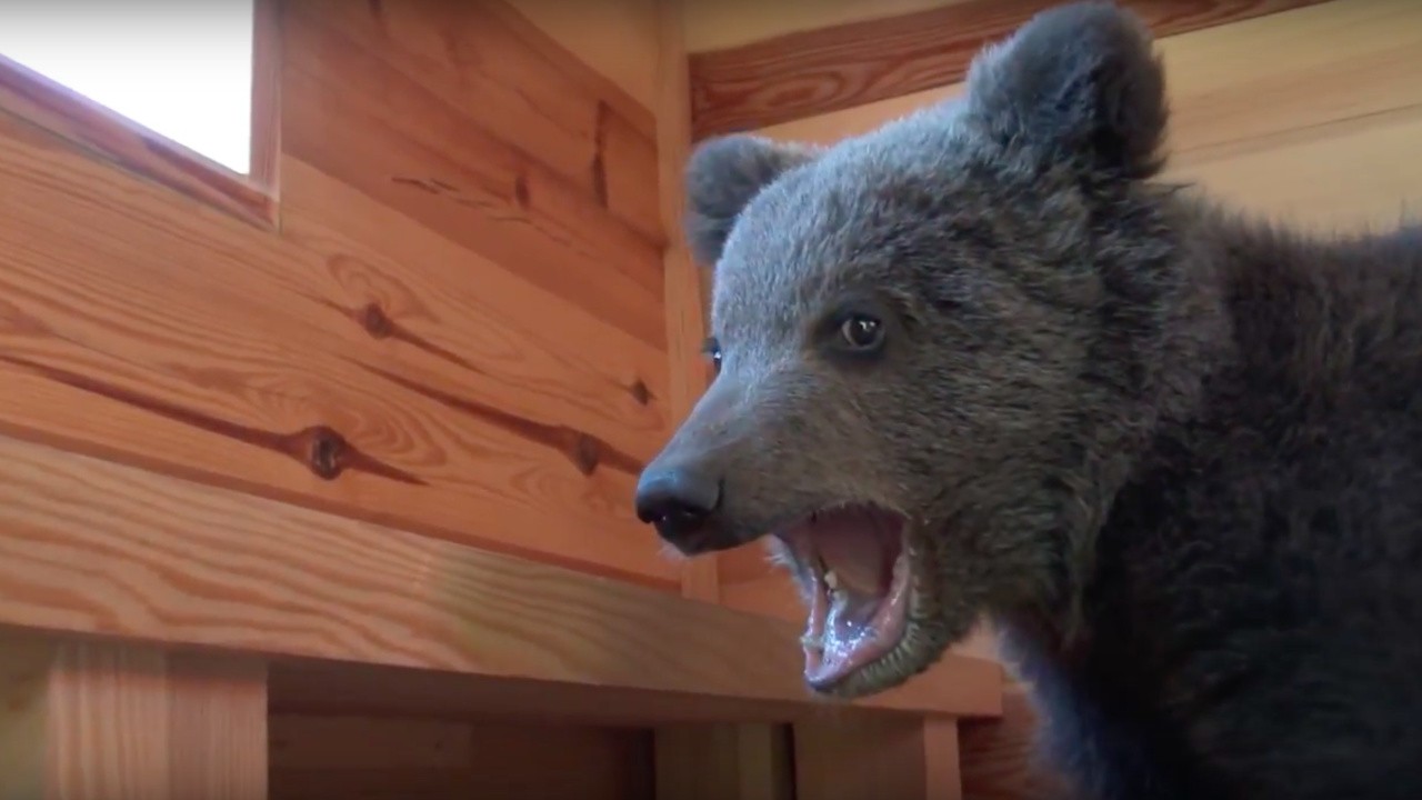 An Unusual Guest (2015) | MUBI