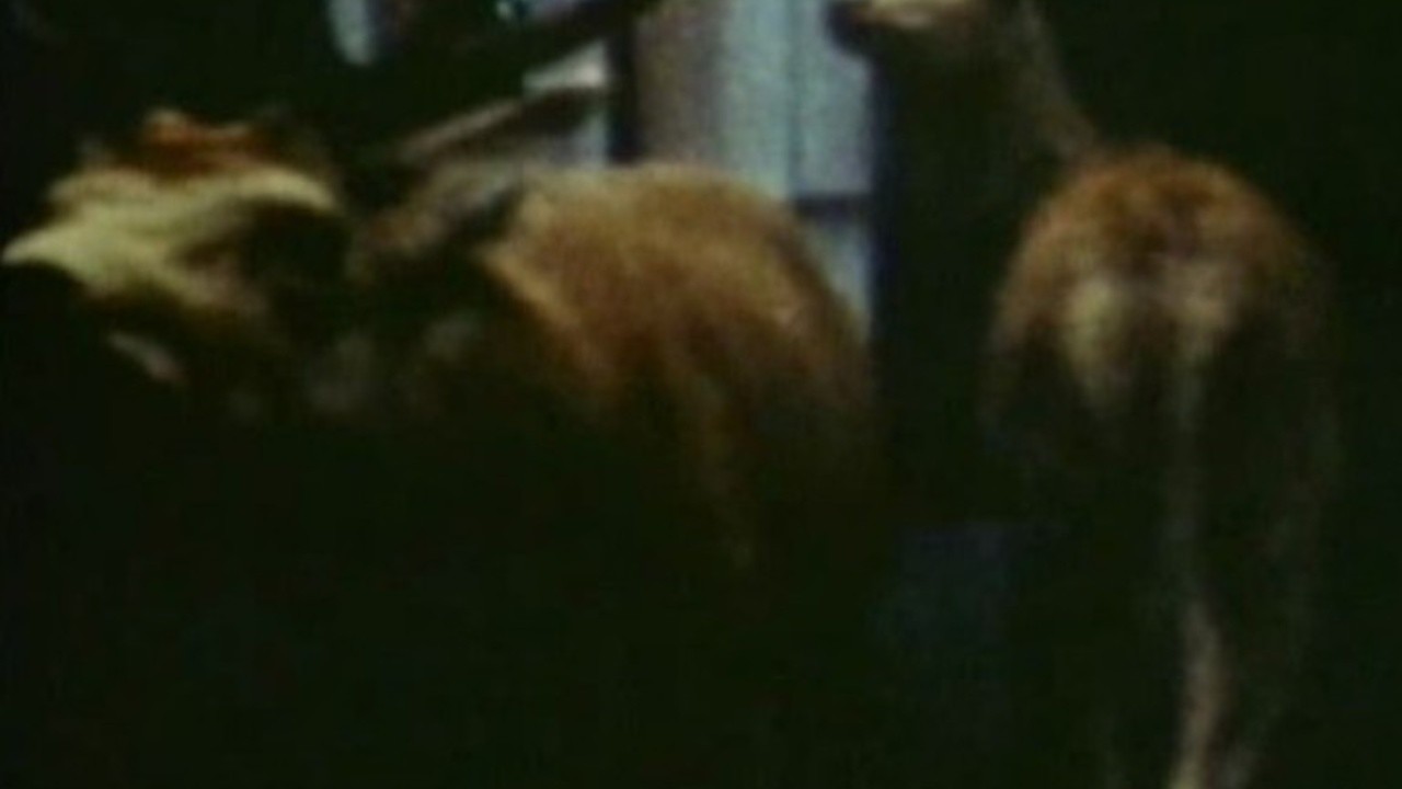 Landscape & Desire (1980) | MUBI