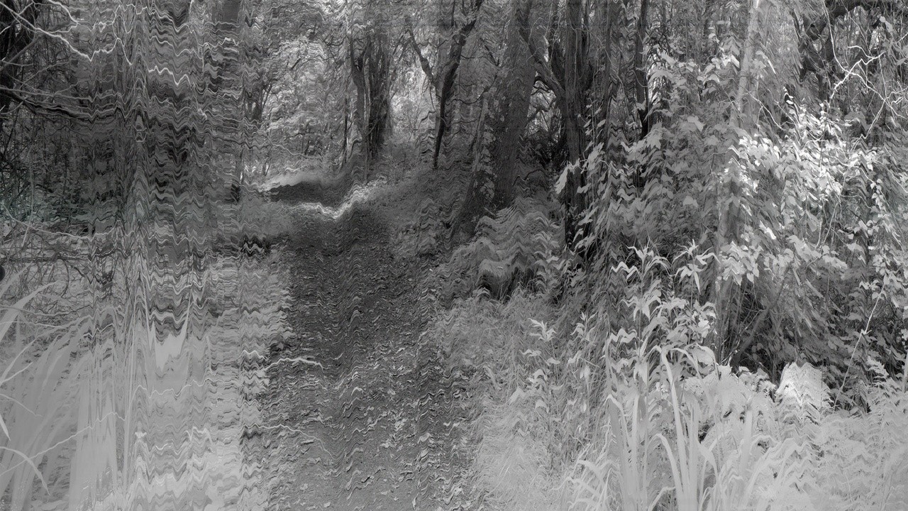 Forest Paths (2018) | MUBI