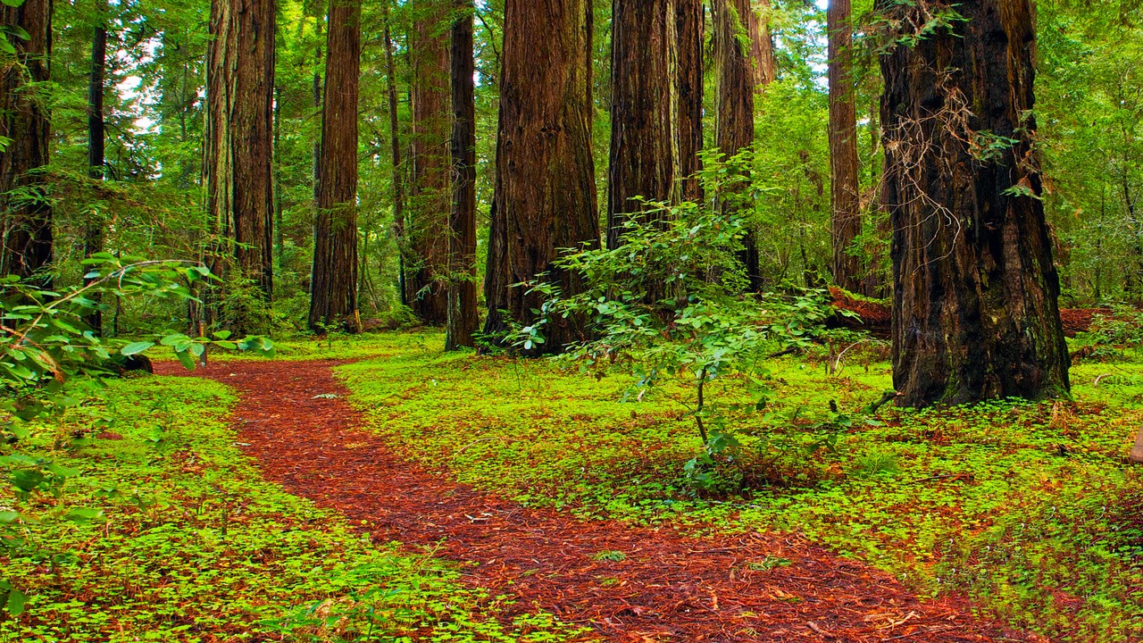 If You Go Down in the Woods Today (1981) | MUBI