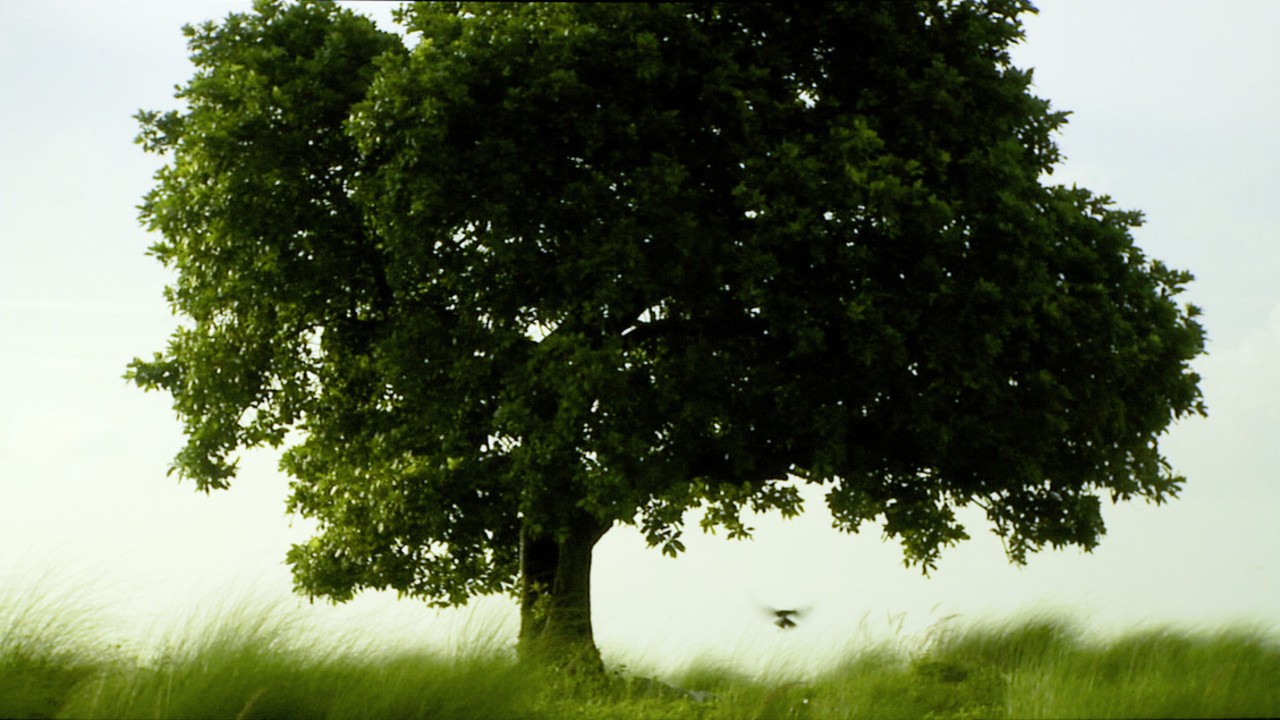 The Scene of Crime (2011) | MUBI