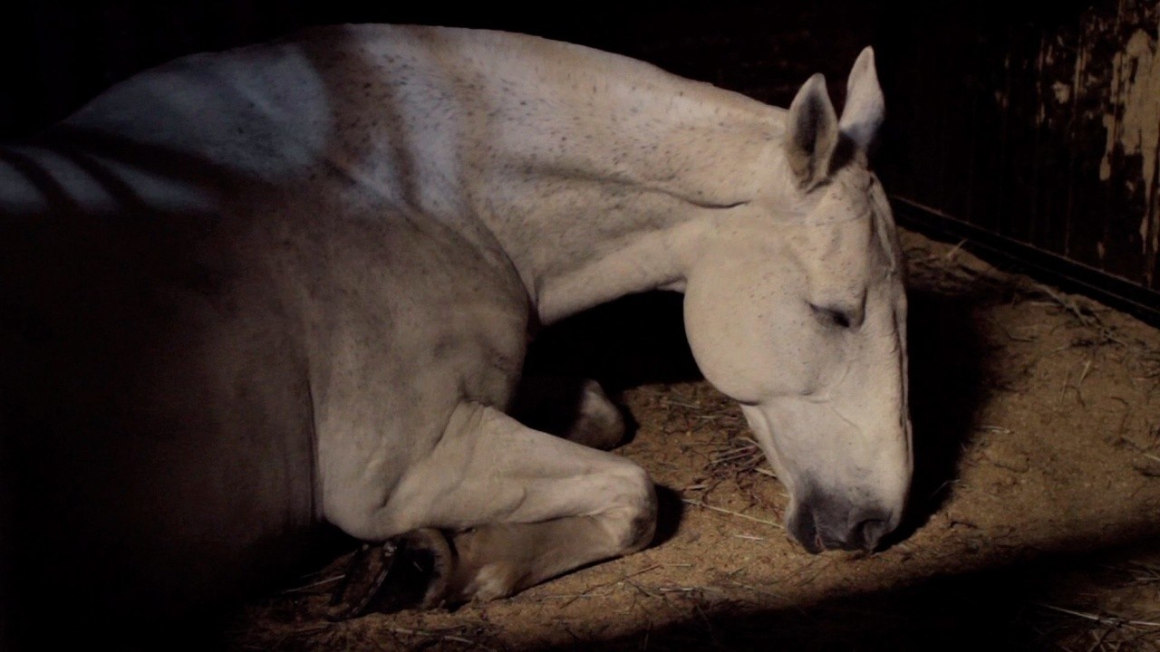 Anima (2012) | MUBI