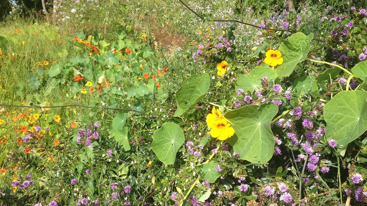 Colophon (For the Arboretum Cycle) (2018) | MUBI