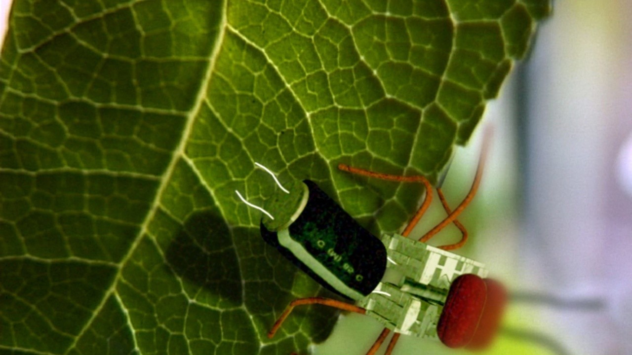 Order Electrus (2005) | MUBI