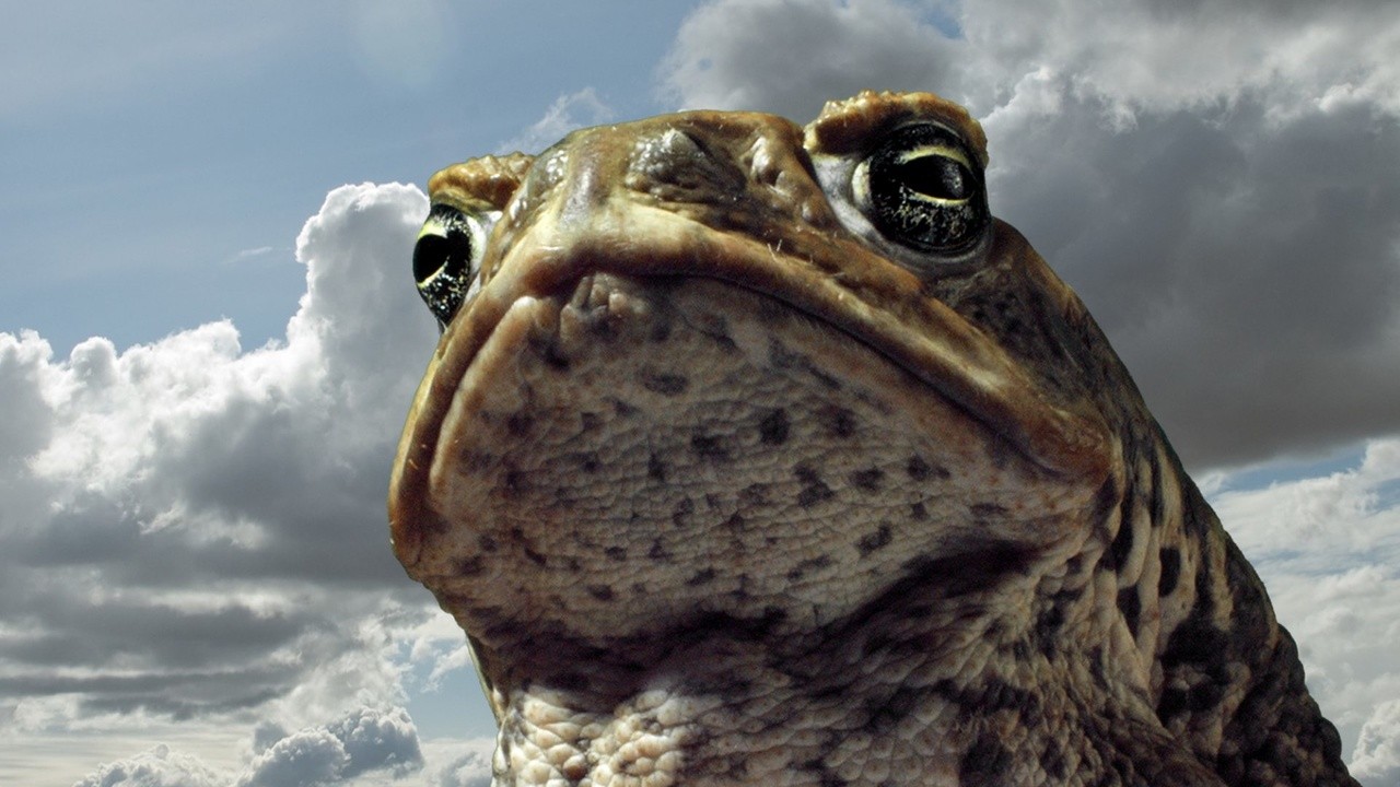Cane Toads: The Conquest (2010) | MUBI
