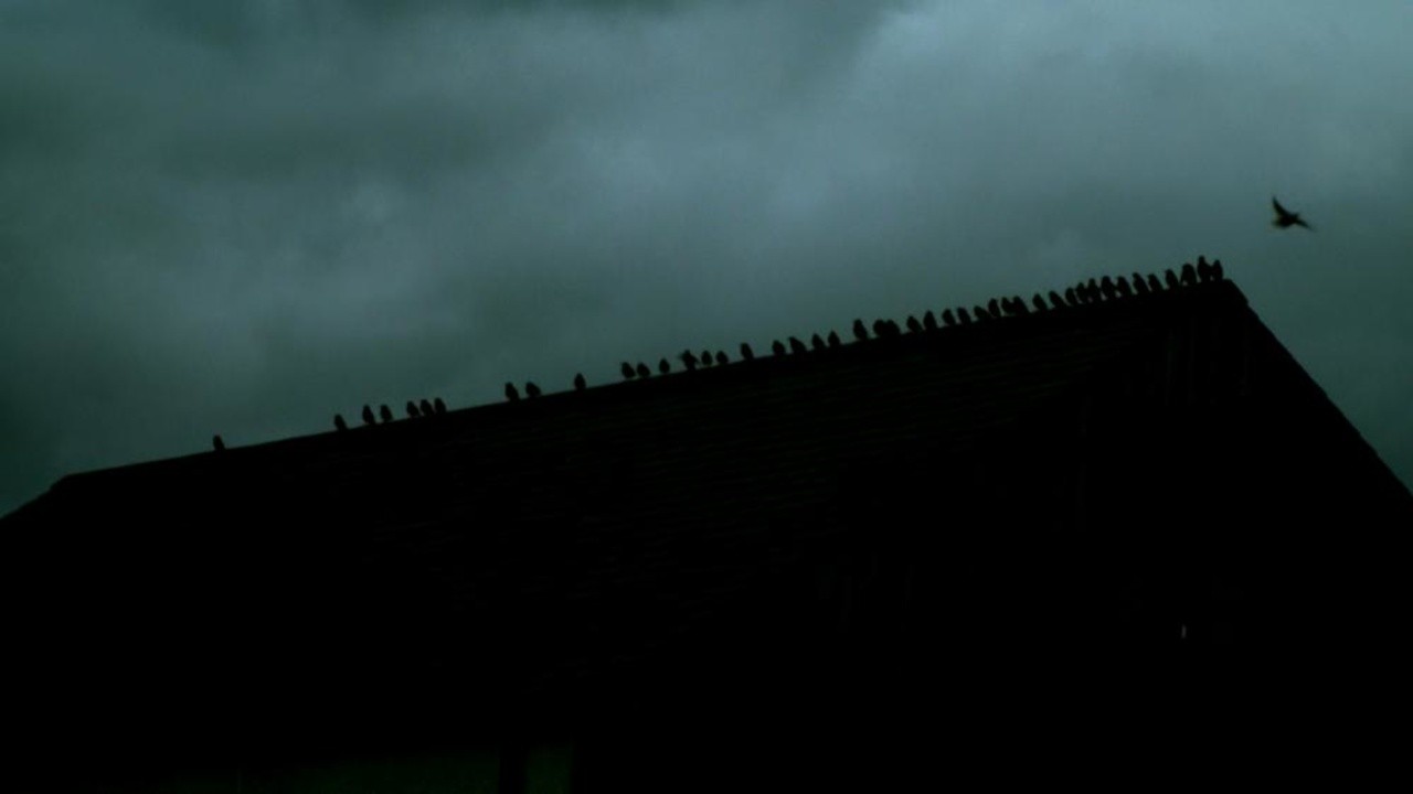 Wax and Feathers (2018) | MUBI