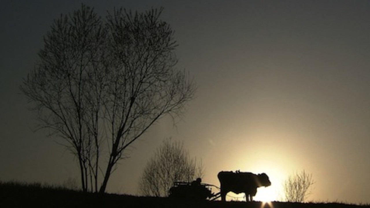 Old Partner (2008) | MUBI