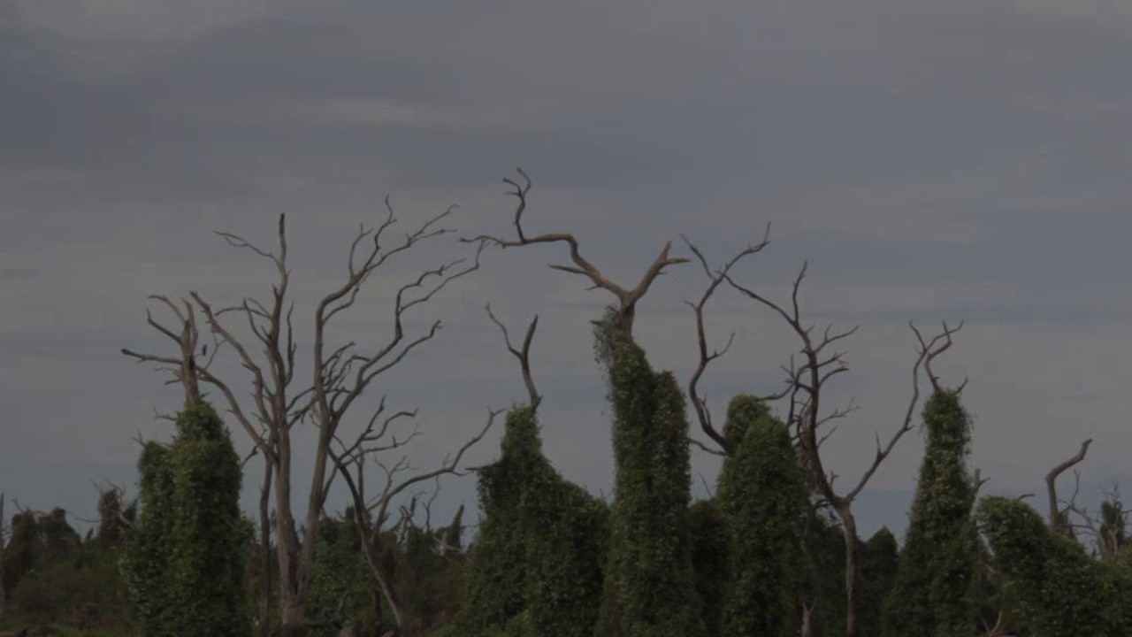 The Black Tree (2018) | MUBI