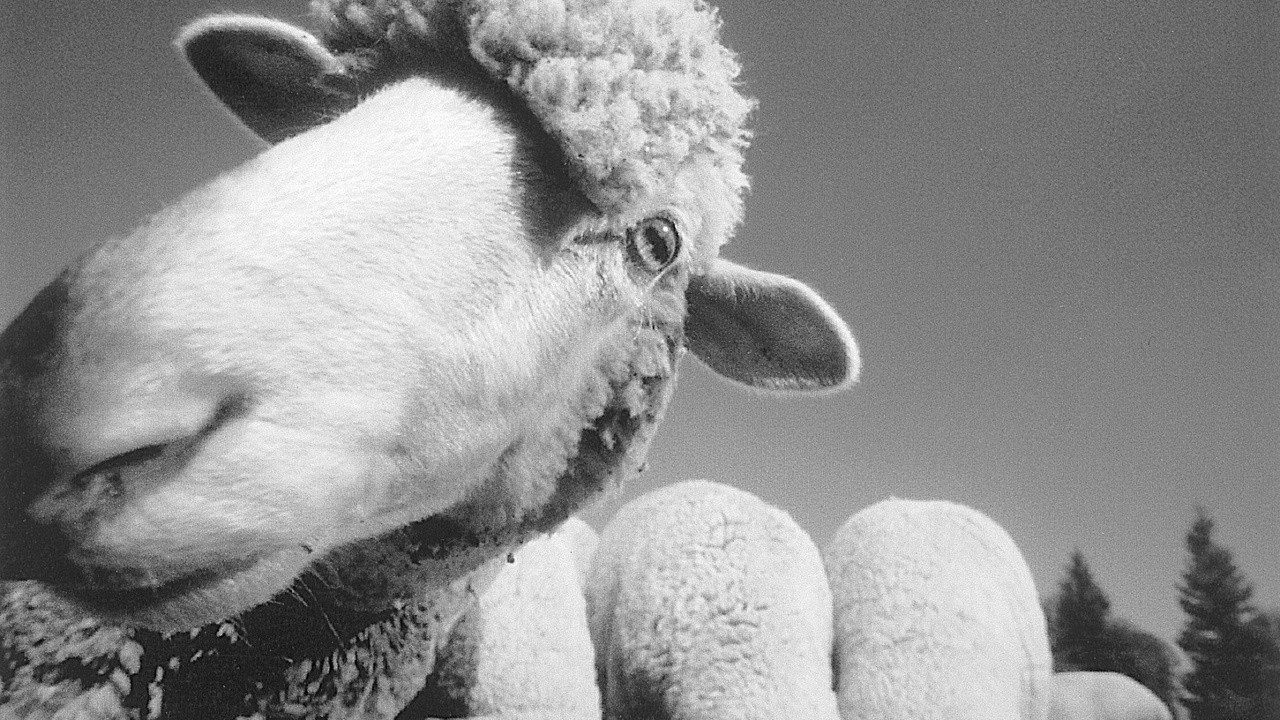 Shear Magic (2000) | MUBI