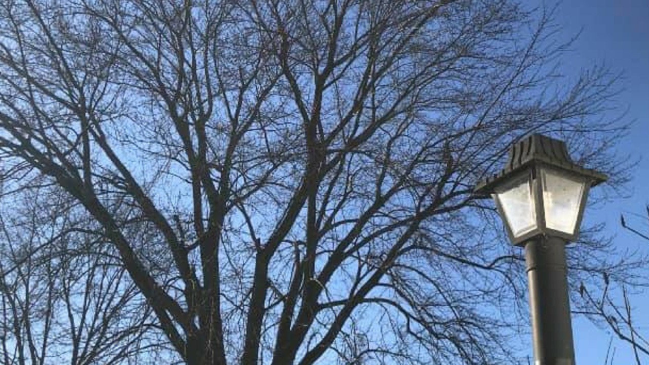 401 Rogers (2019) | MUBI