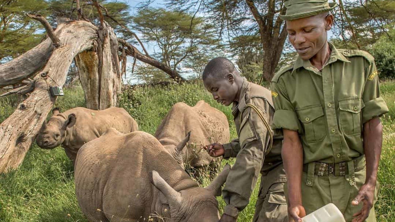 The Thin Green Line (2007) | MUBI