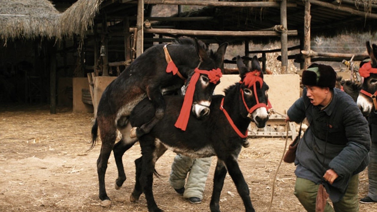 A Tale of Two Donkeys (2008) | MUBI