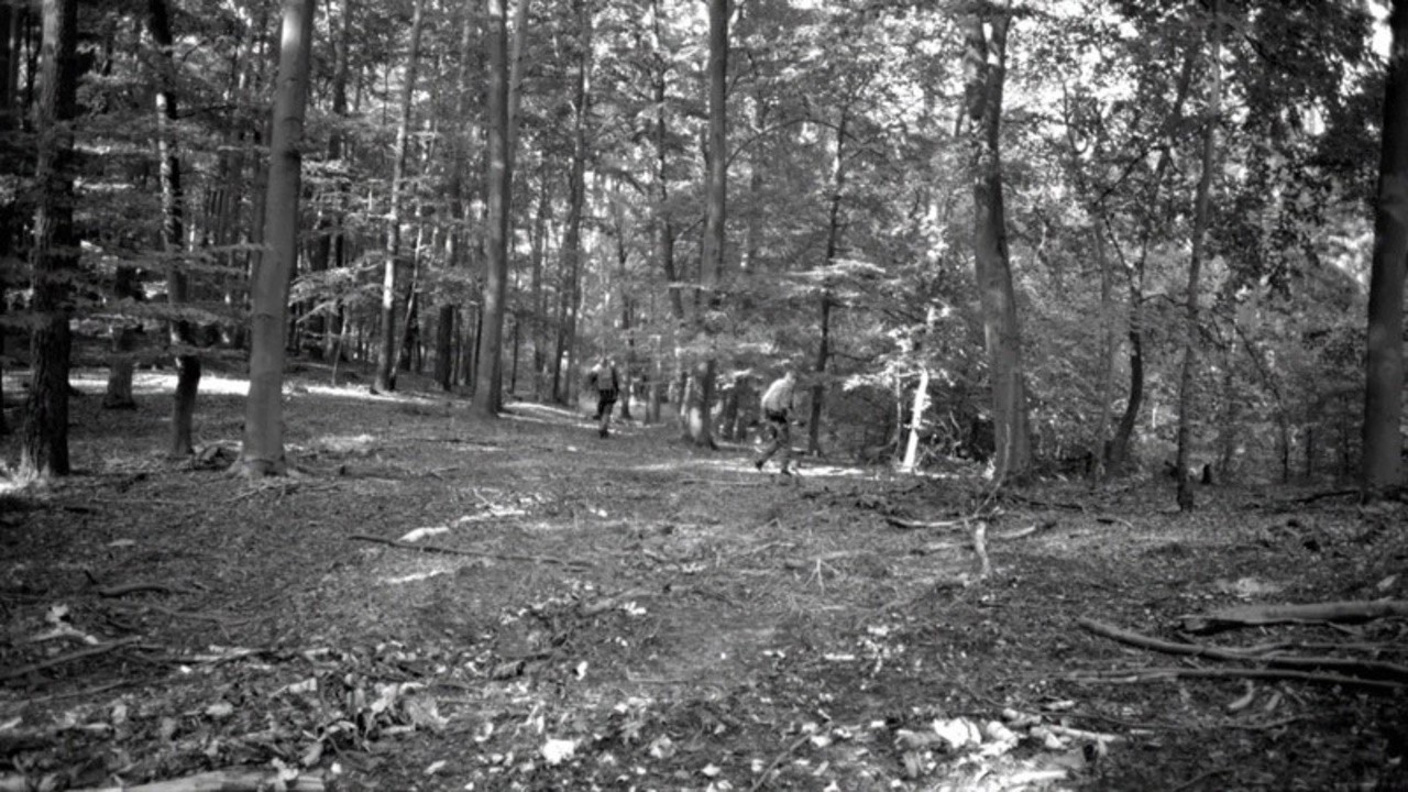 A Piece of Forest (2019) | MUBI