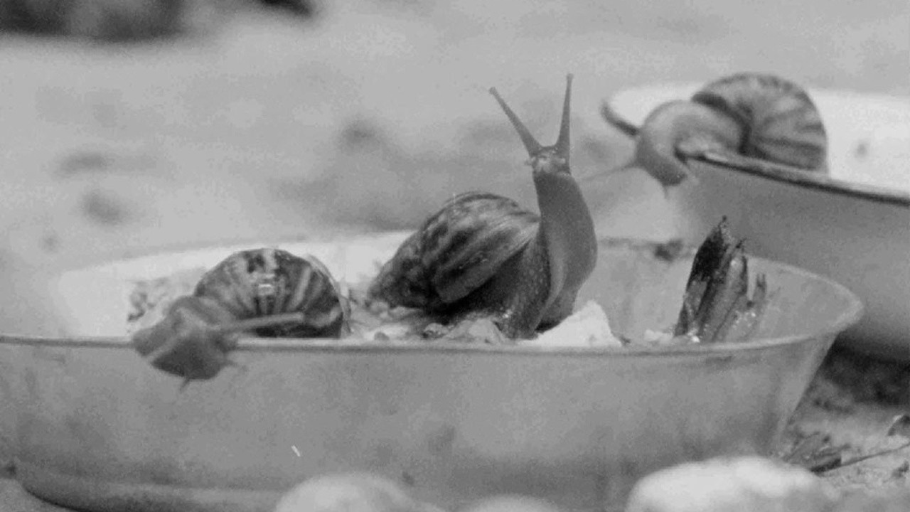 Birth of Golden Snail (2019) | MUBI