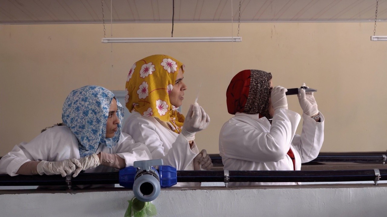 They're Just Fish (2019) | MUBI