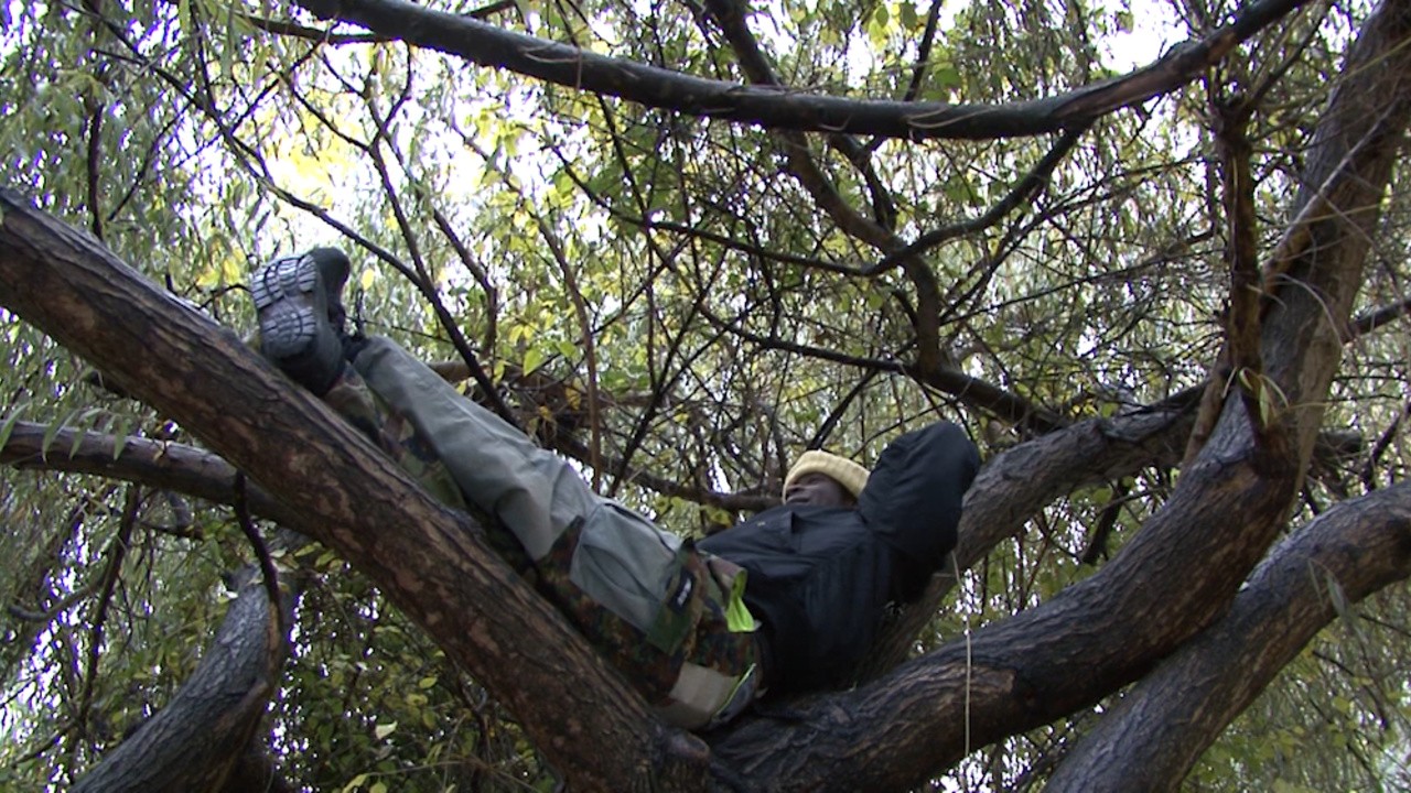 Hella Trees (2020) | MUBI