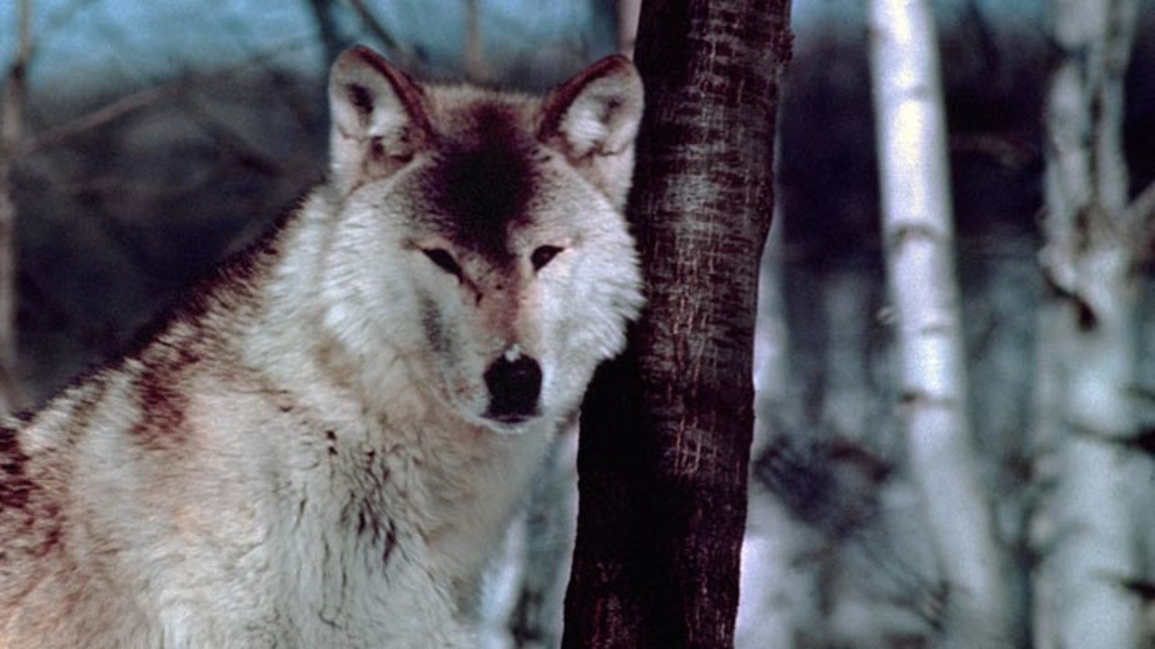 Wolf Pack (1974) | MUBI