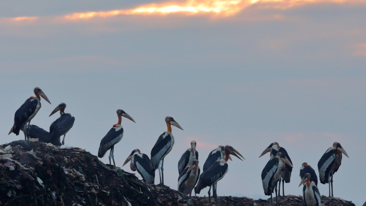 The Stork Saviours (2019) | MUBI