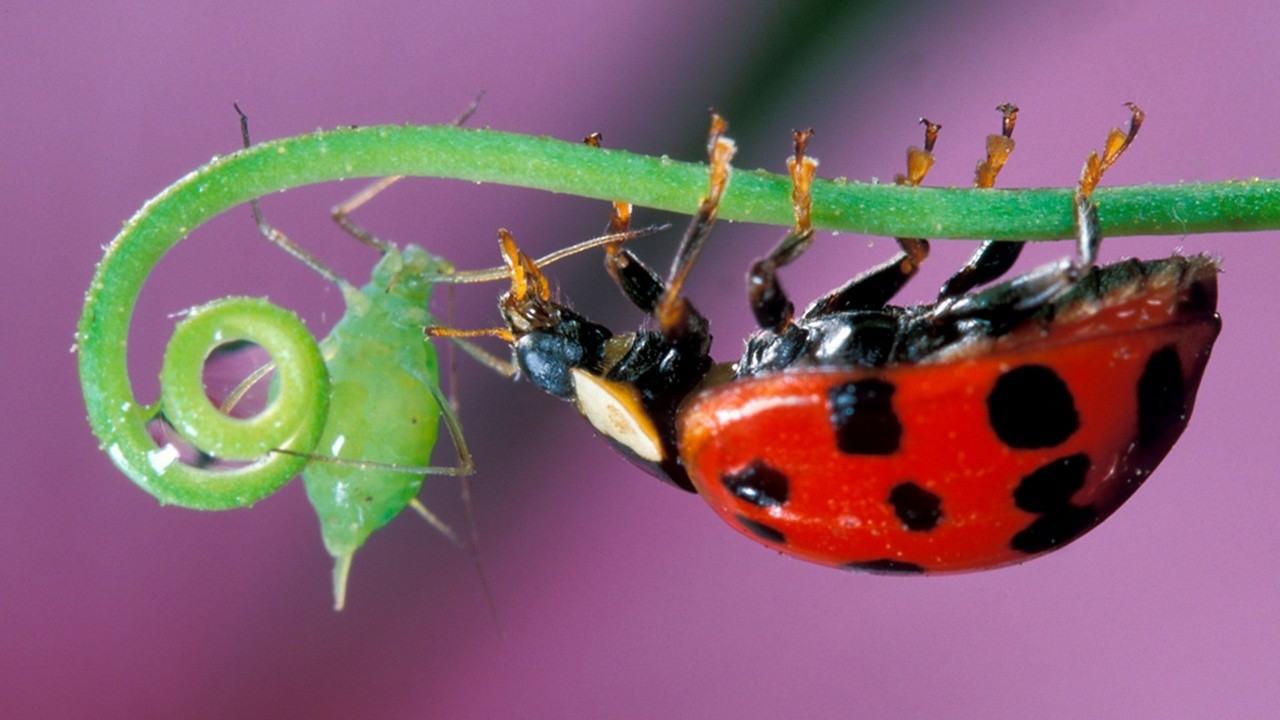 Insect Worlds (2014) | MUBI