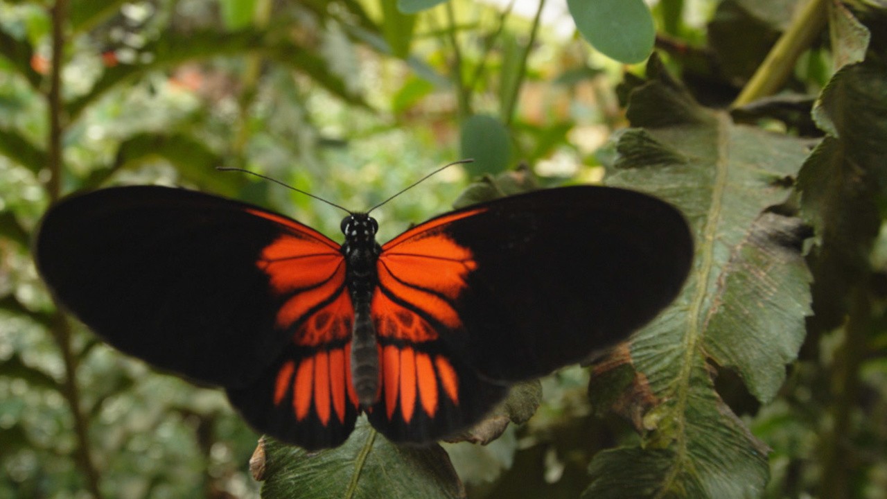 TRAILER - Sex, Lies and Butterflies (2018)