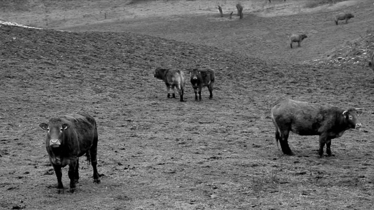 Camera Obscura 2017 Mubi