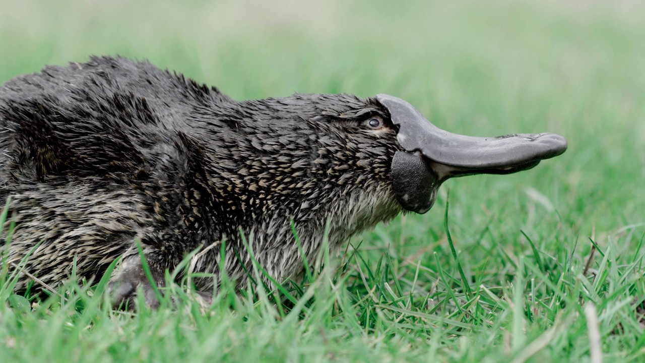 Tasmania: Weird and Wonderful (2018) | MUBI