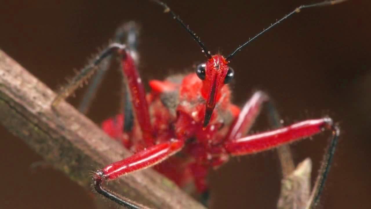 Incredible Insects (2015) | MUBI