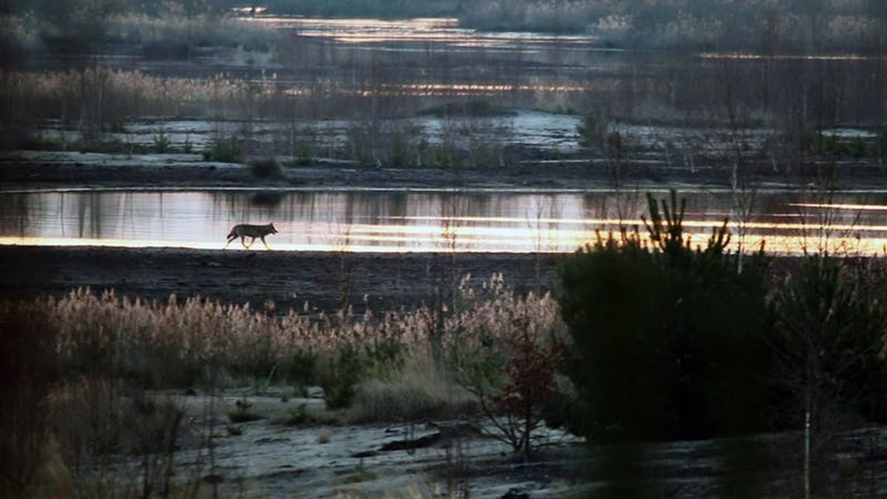 Wolves Return (2019) | MUBI